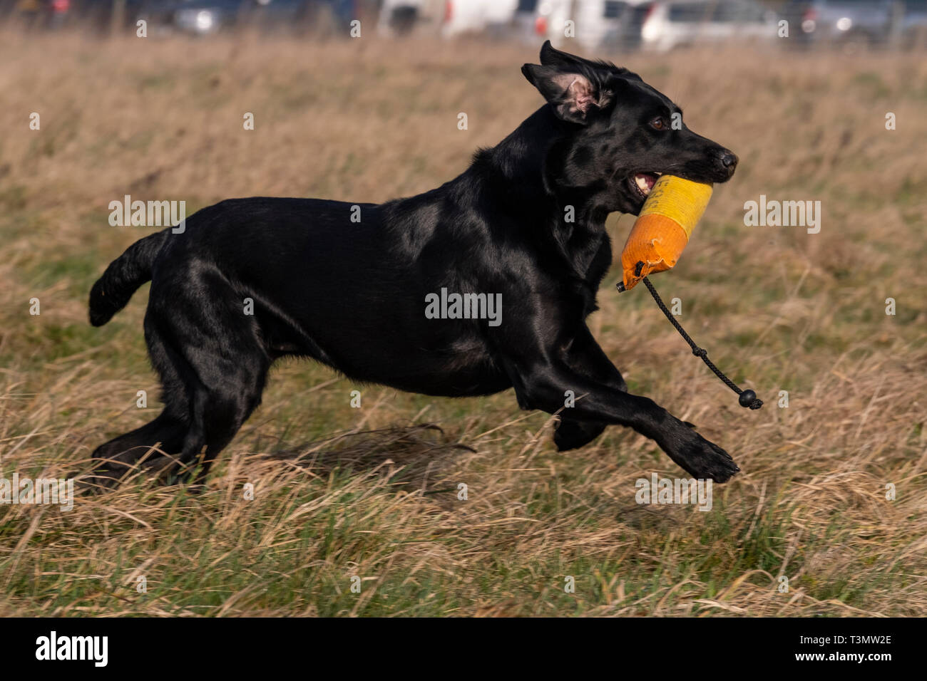 English Labrador Retriever Banque d'image et photos - Alamy