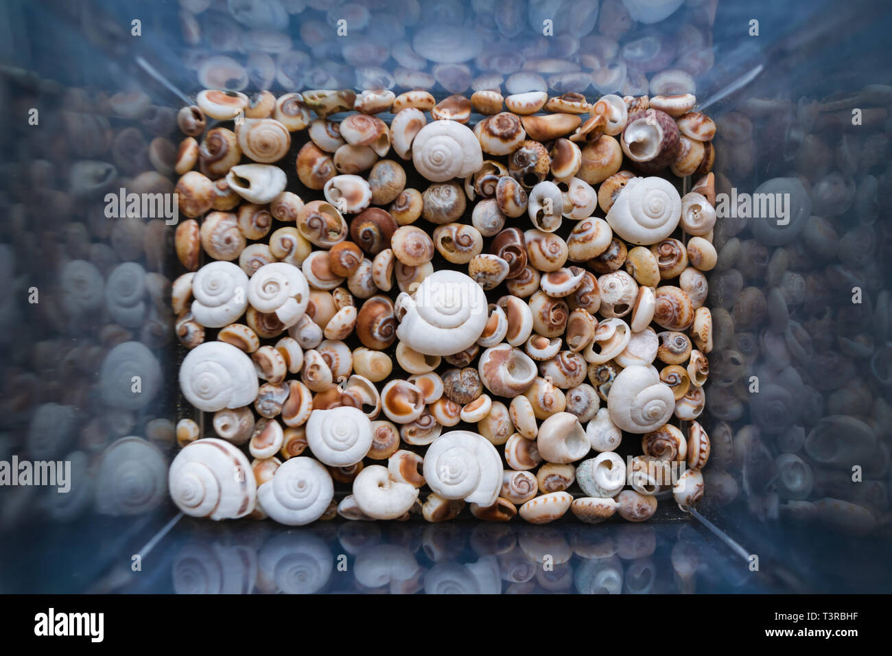 Coquilles de nombreux types et tailles sont disponibles sur nos plages ...