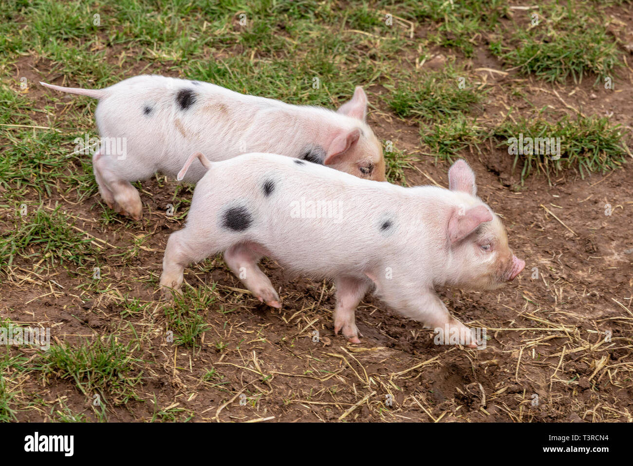 Races de porc Banque de photographies et d’images à haute résolution - Alamy