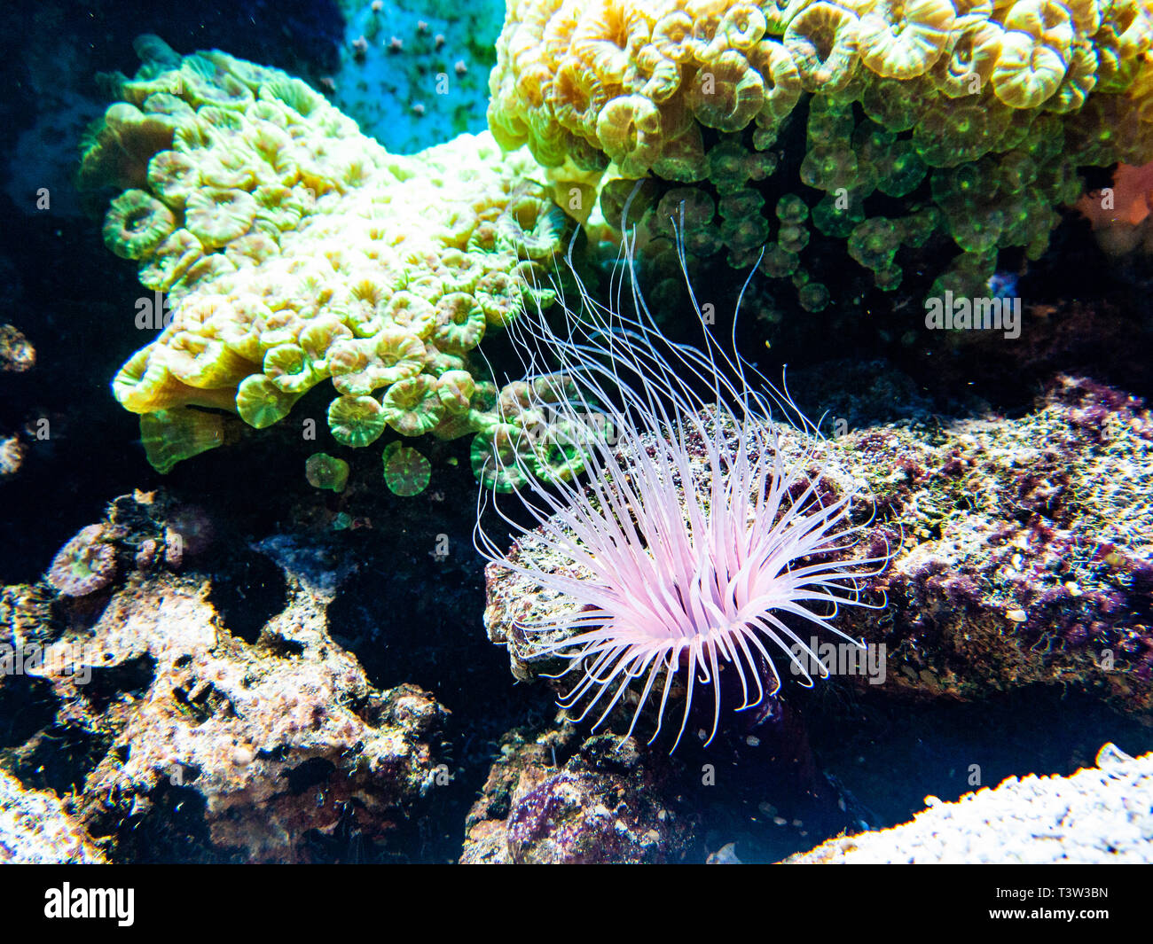 Natura artis magistra aquarium Banque de photographies et d’images à ...