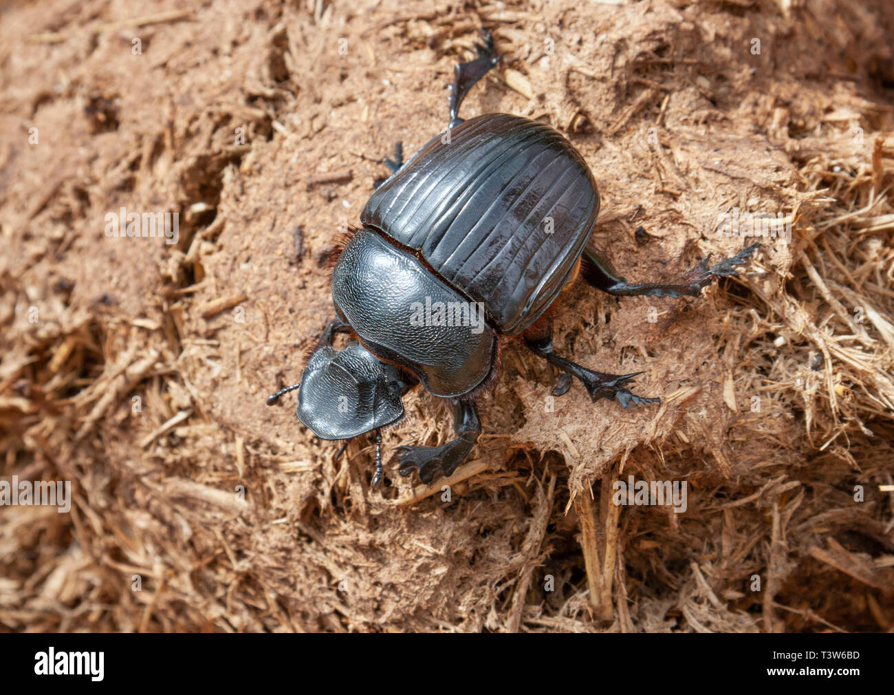 Grand bousier (Heliocopris colossus [antenor]) sur la bouse d'éléphant ...