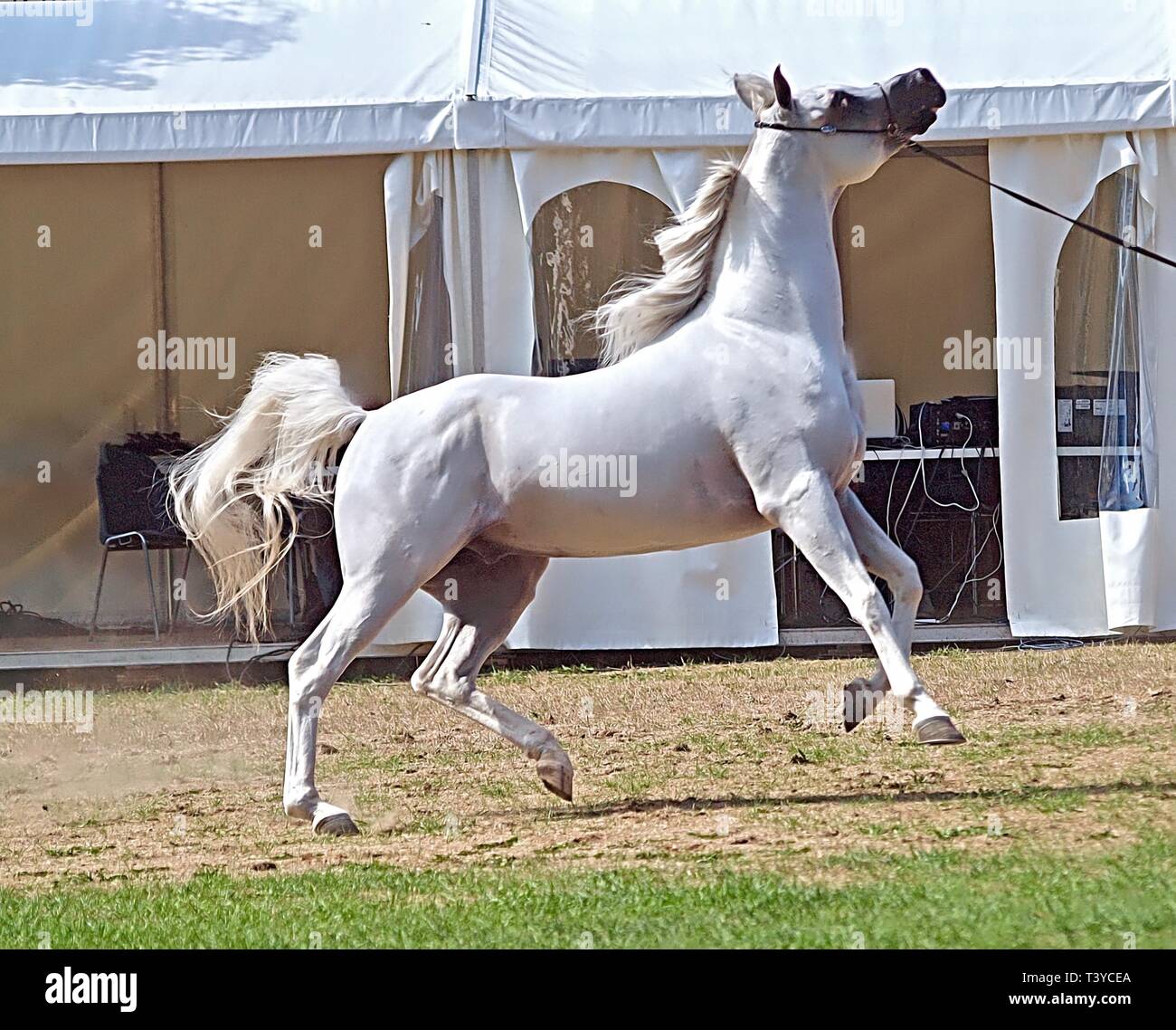 Cheval arabe égyptien Banque de photographies et d’images à haute ...