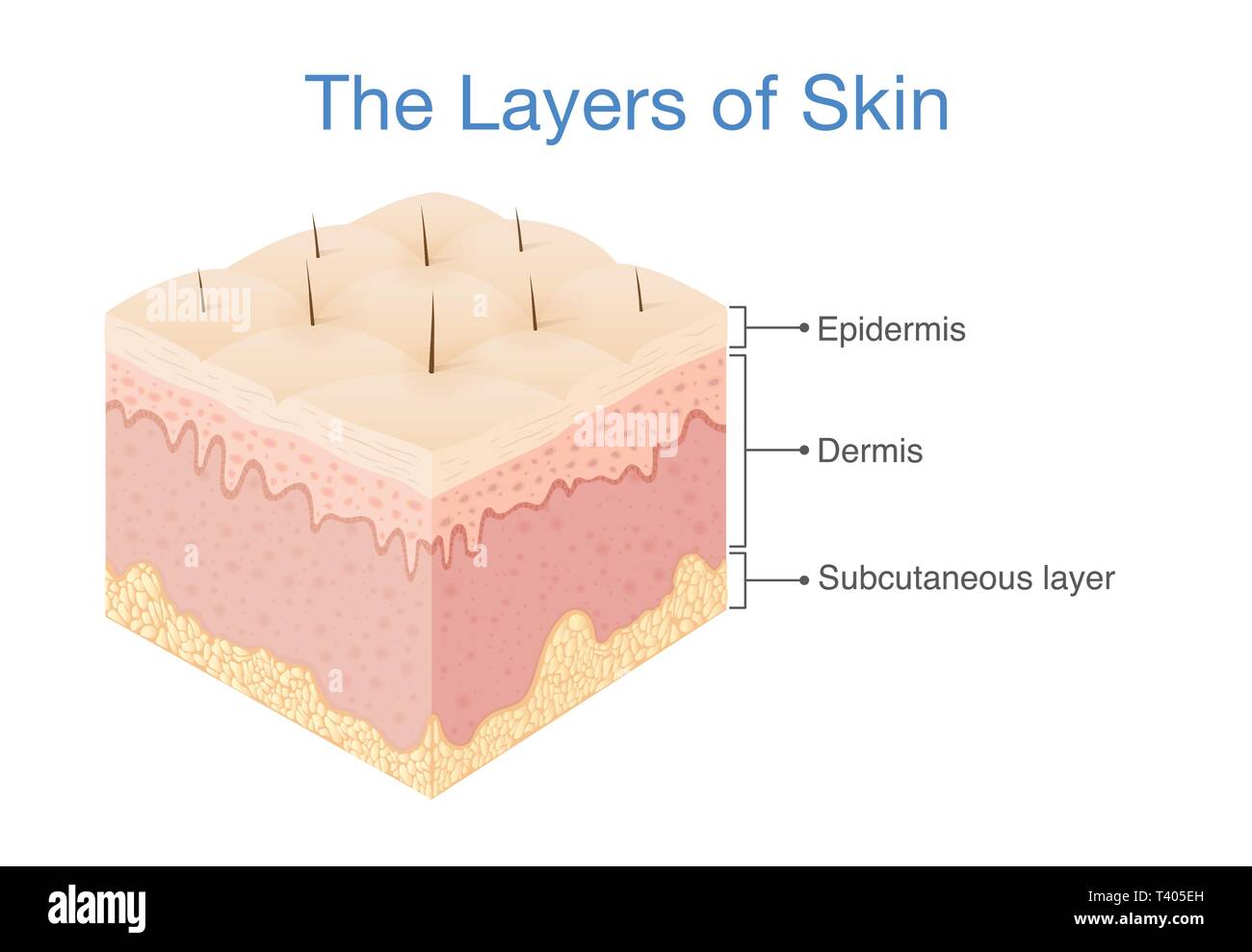 Epidermis dermis layer Banque de photographies et d’images à haute ...