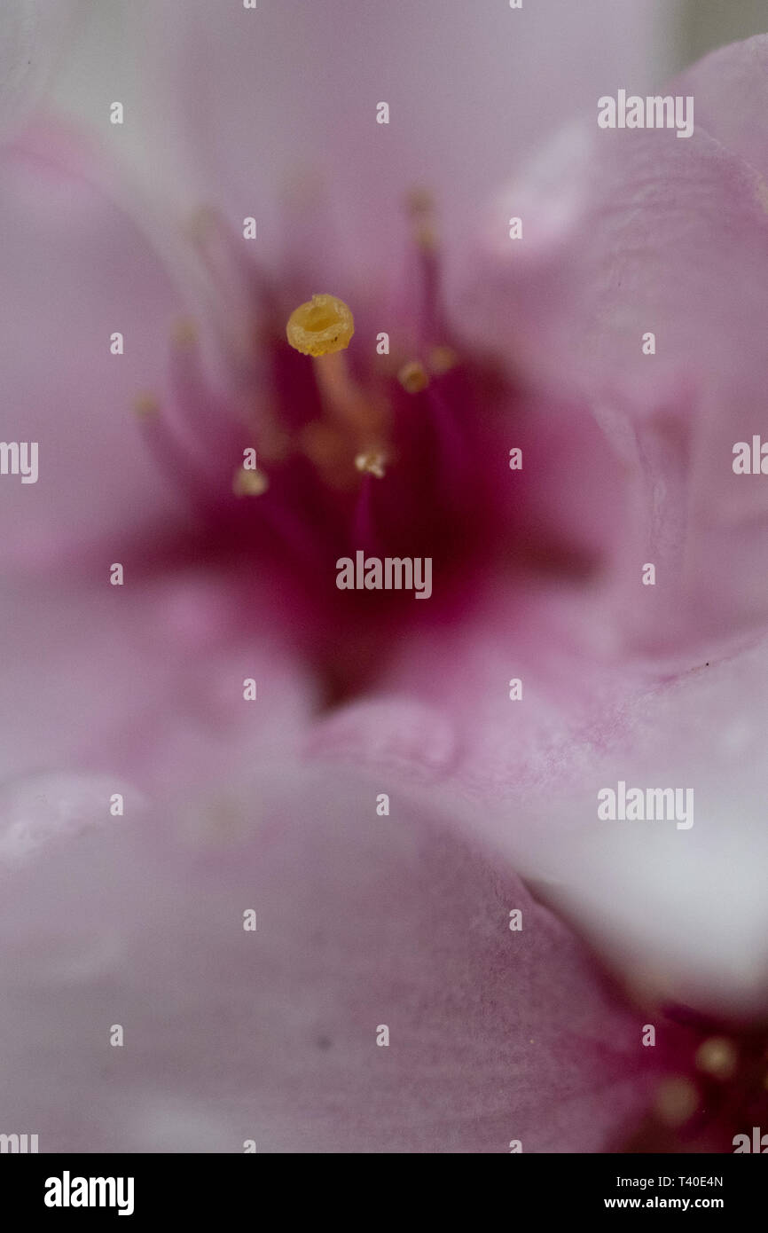 Style pistil Banque de photographies et d’images à haute résolution - Alamy