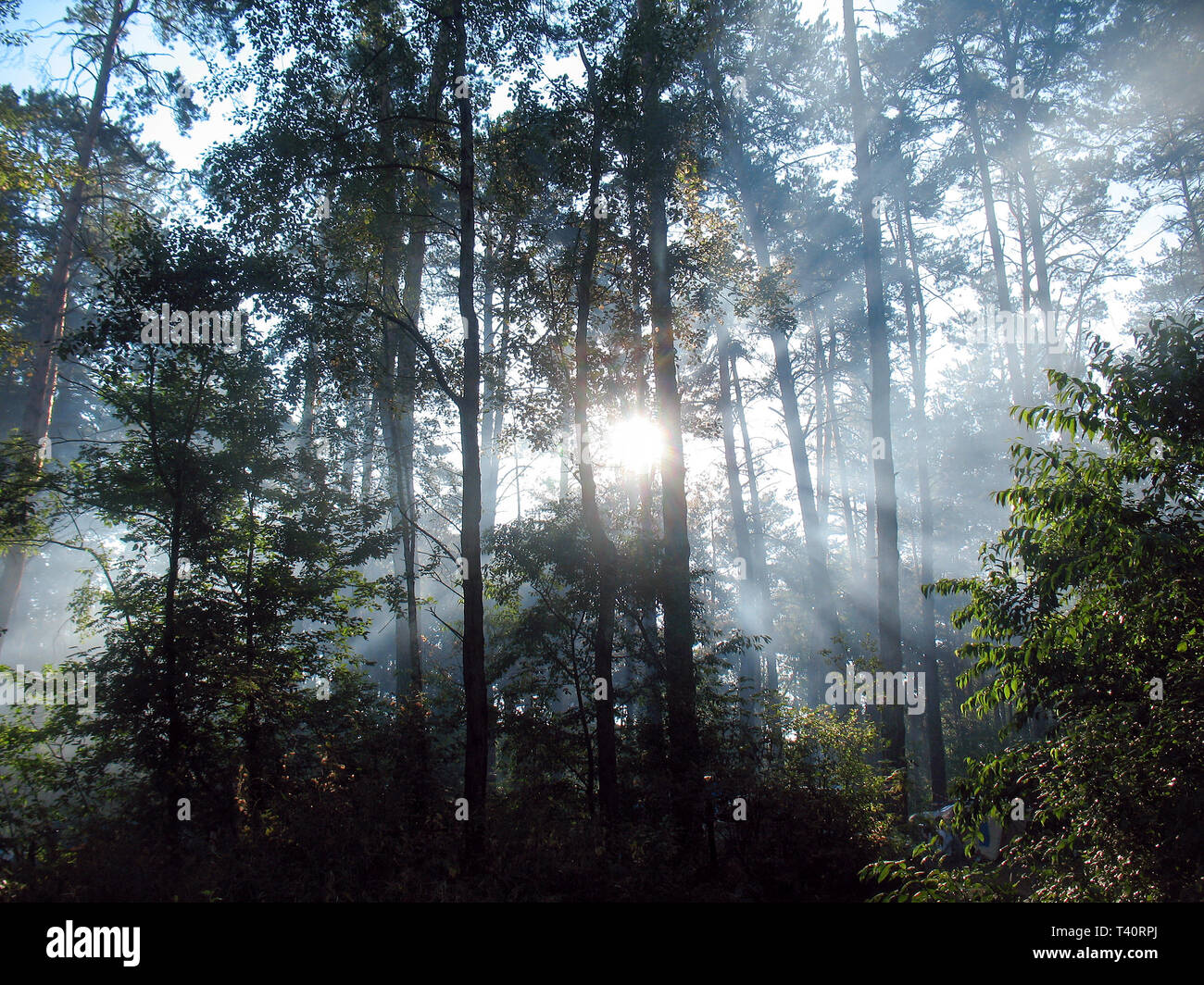 Beaux paysages forestiers. Le soleil brille à travers les arbres de la ...