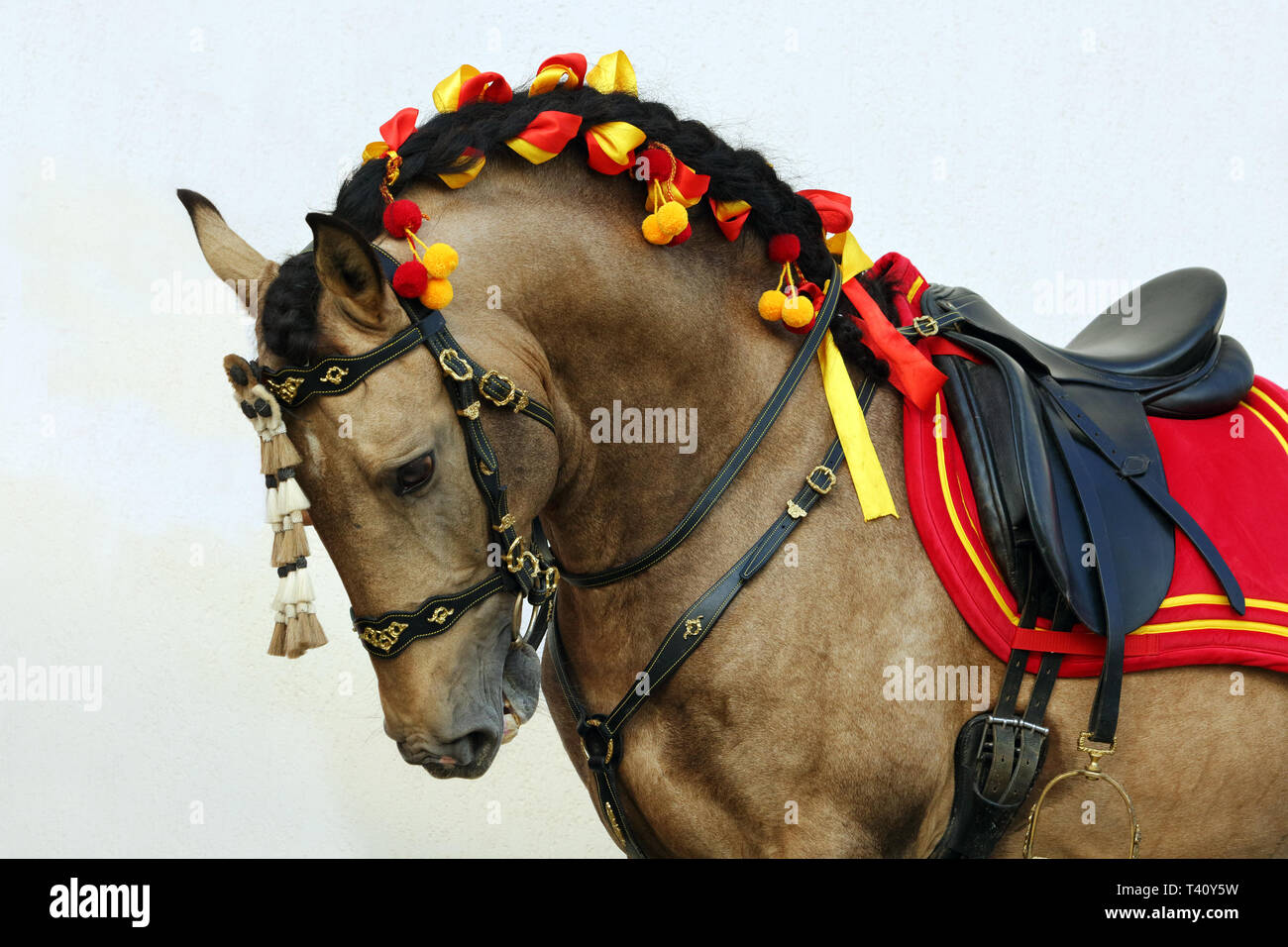 Cheval lusitanien est une race de chevaux très ancien et élégant qui s ...
