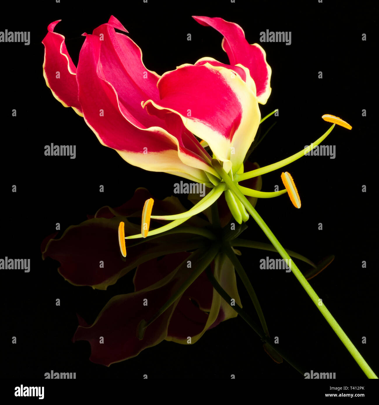 Lys gloriosa Banque de photographies et d’images à haute résolution - Alamy