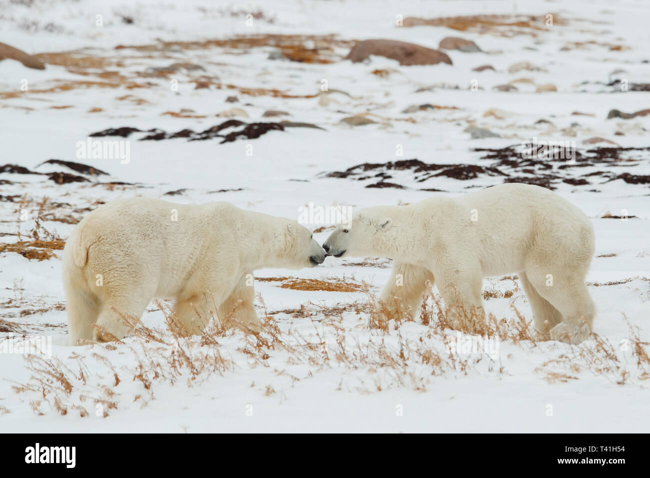 Ours Marin Banque d'image et photos - Alamy