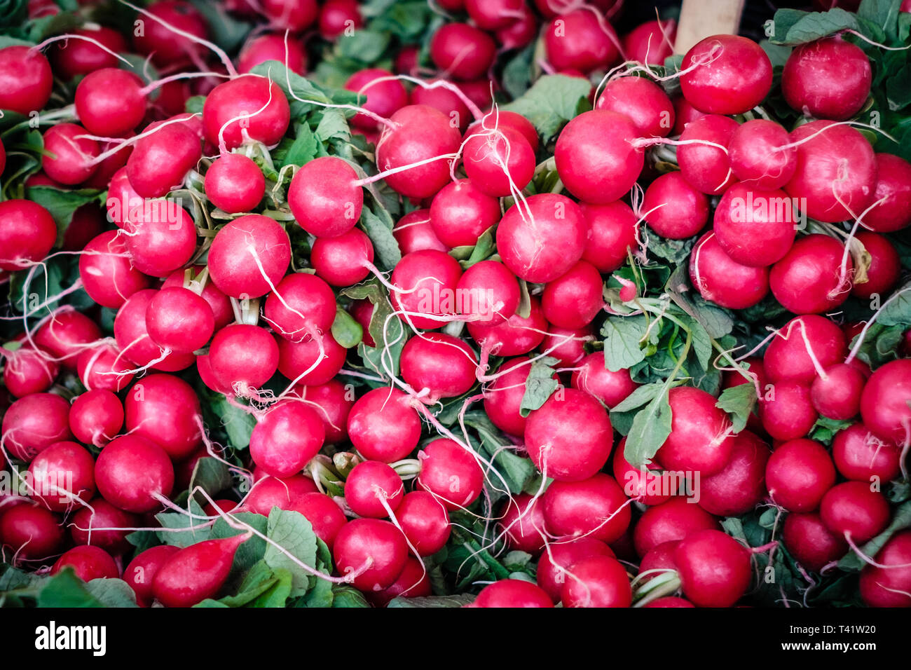 Bouquet de radis rouge Banque de photographies et d’images à haute ...