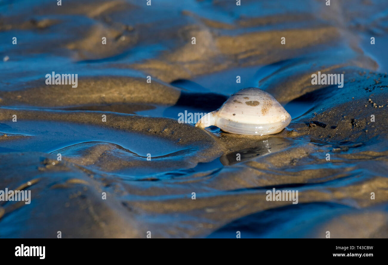 Donax Deltoides Banque d'image et photos - Alamy