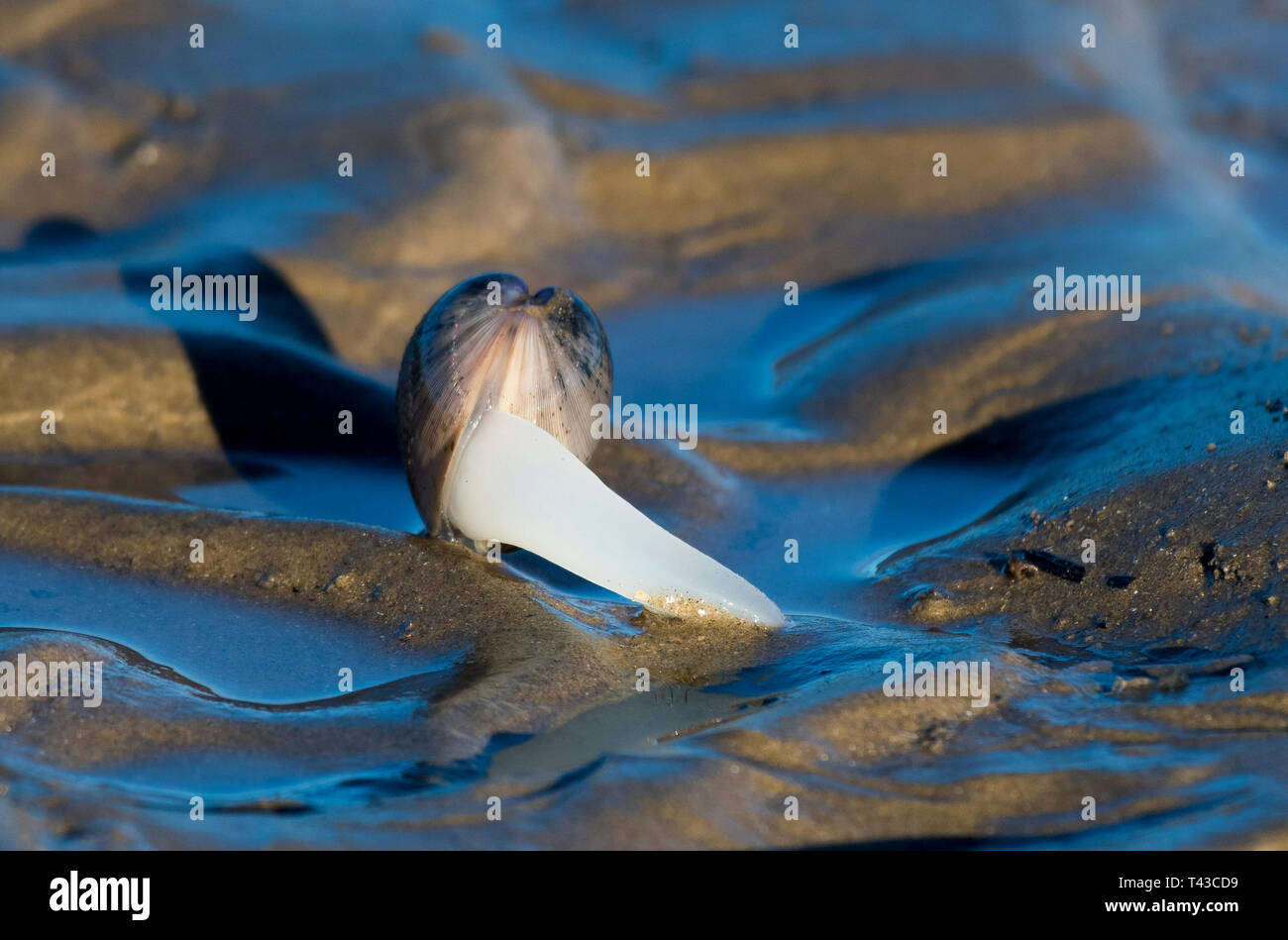 Donax Deltoides Banque d'image et photos - Alamy