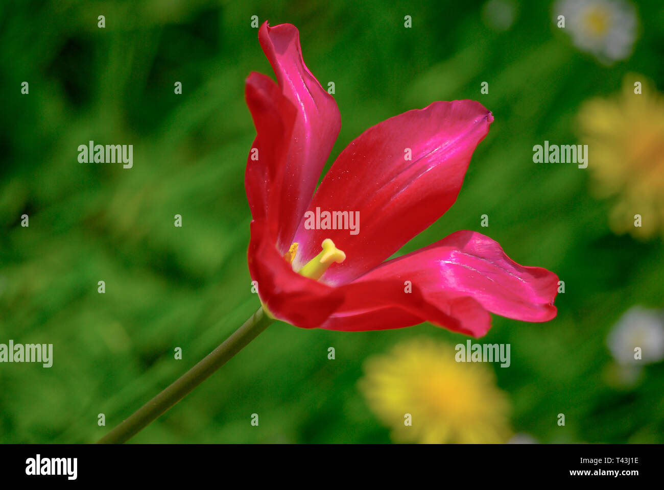 Calice de fleurs Banque de photographies et d’images à haute résolution ...