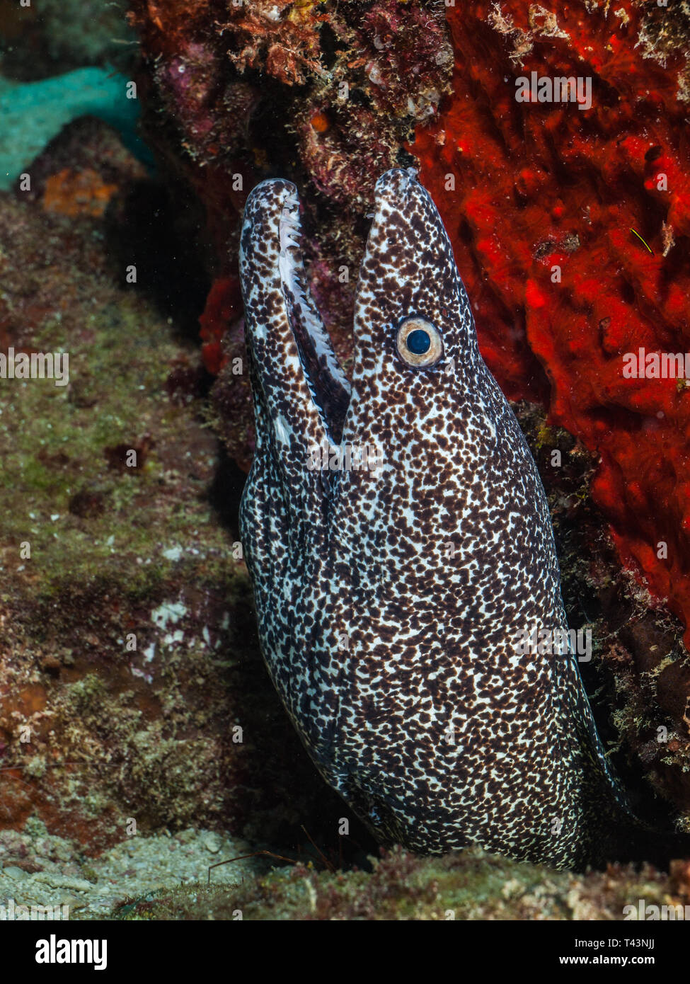 Morena moteada Banque de photographies et d’images à haute résolution ...