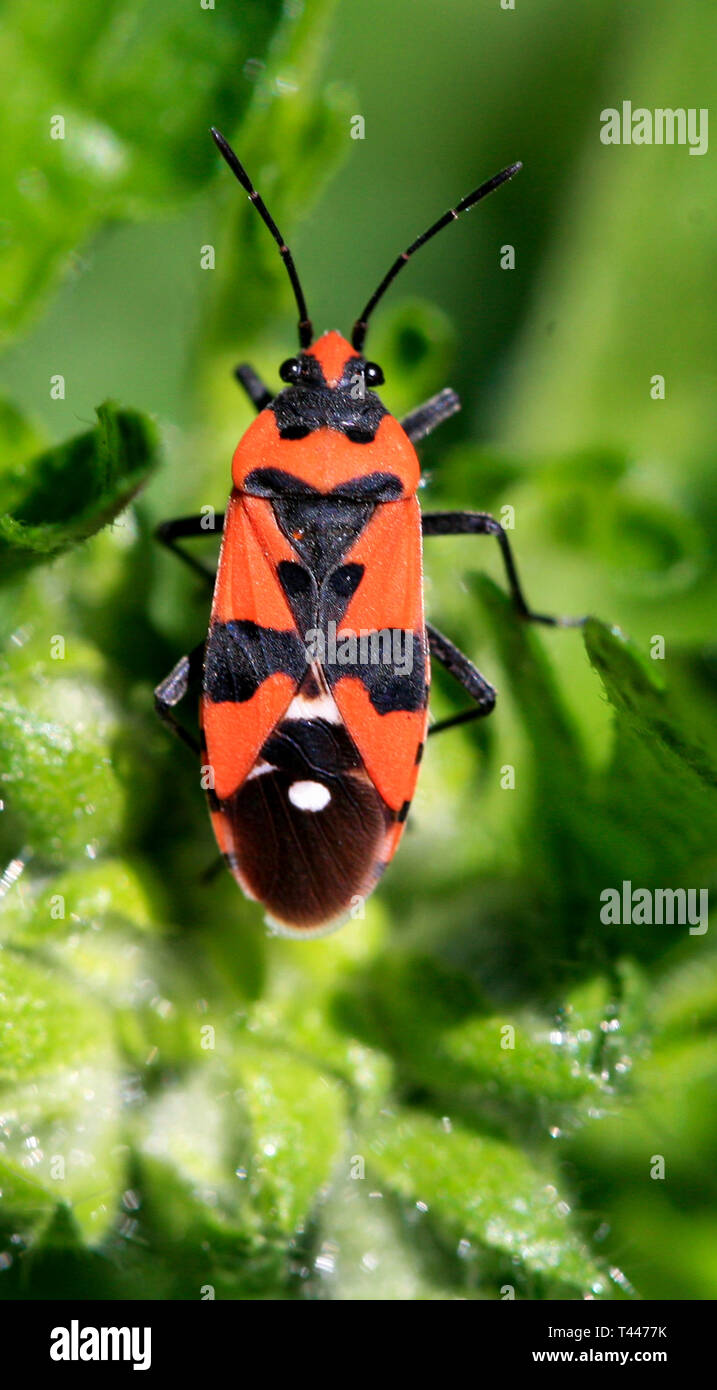 Insecte noir et rouge Banque de photographies et d’images à haute ...
