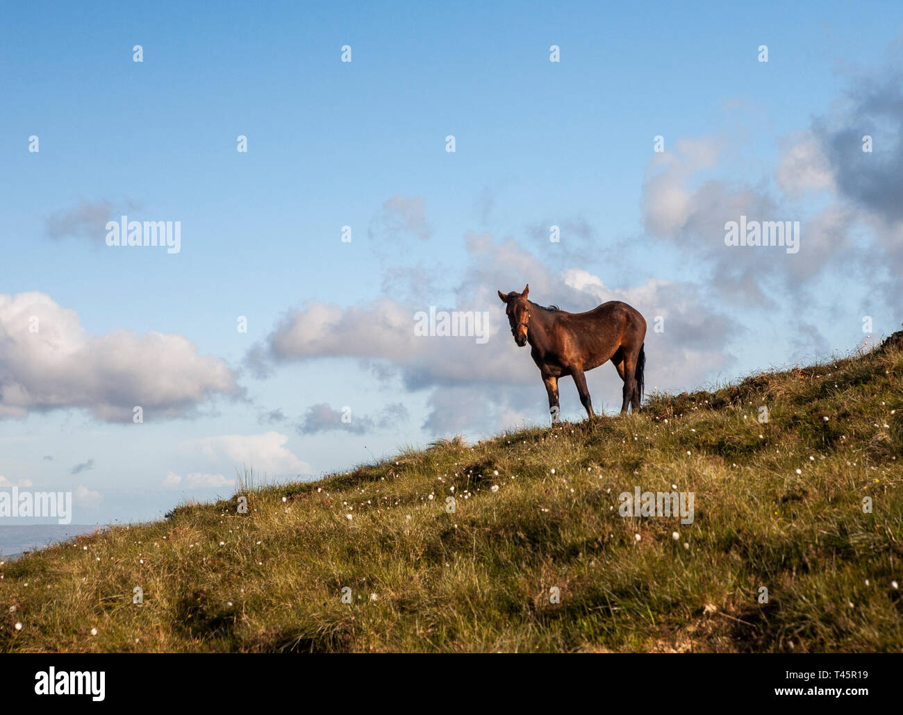 Race Poney Connemara dans paysage irlandais. Un cheval docile, friendly ...