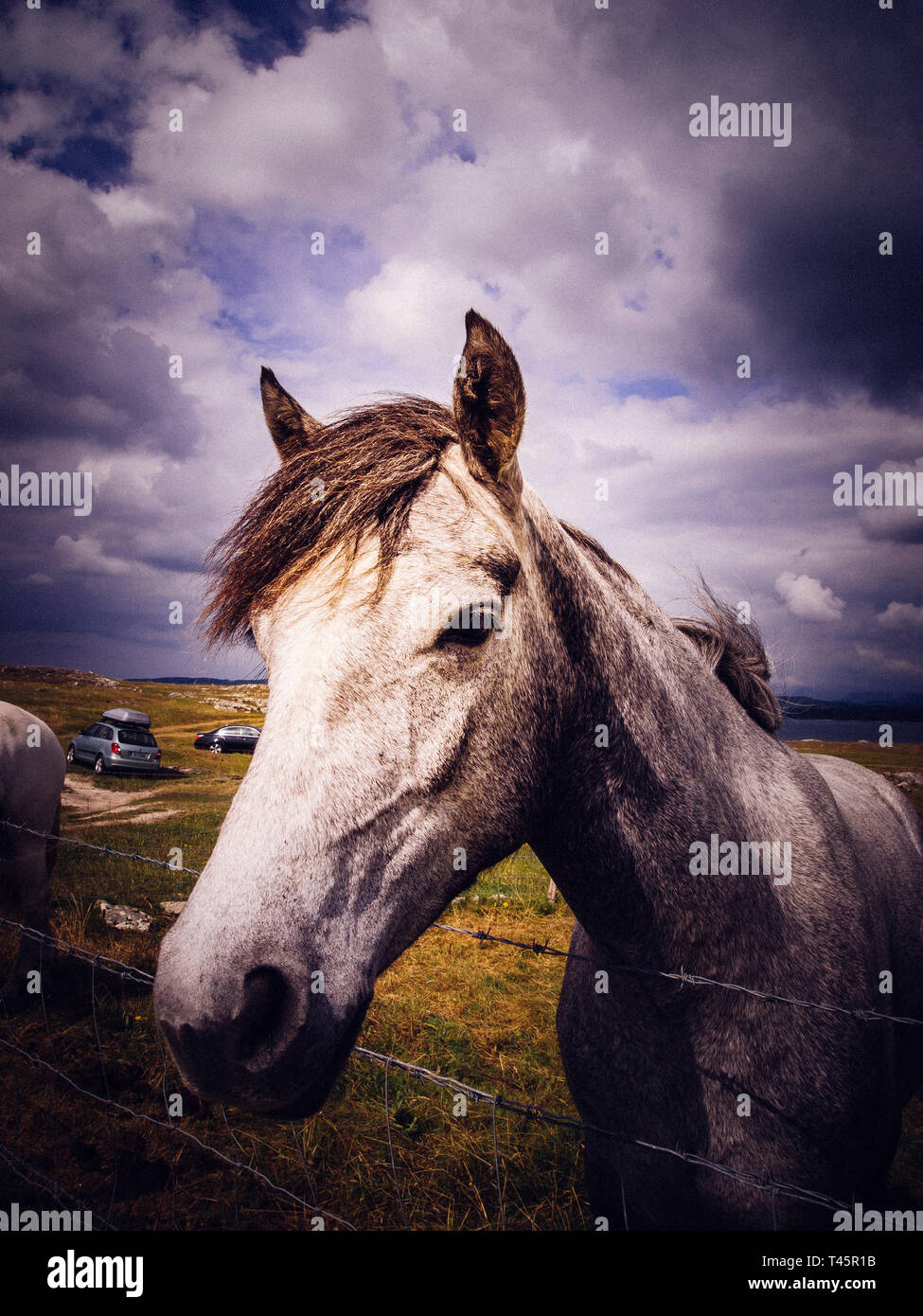 Race Poney Connemara dans paysage irlandais. Un cheval docile, friendly ...