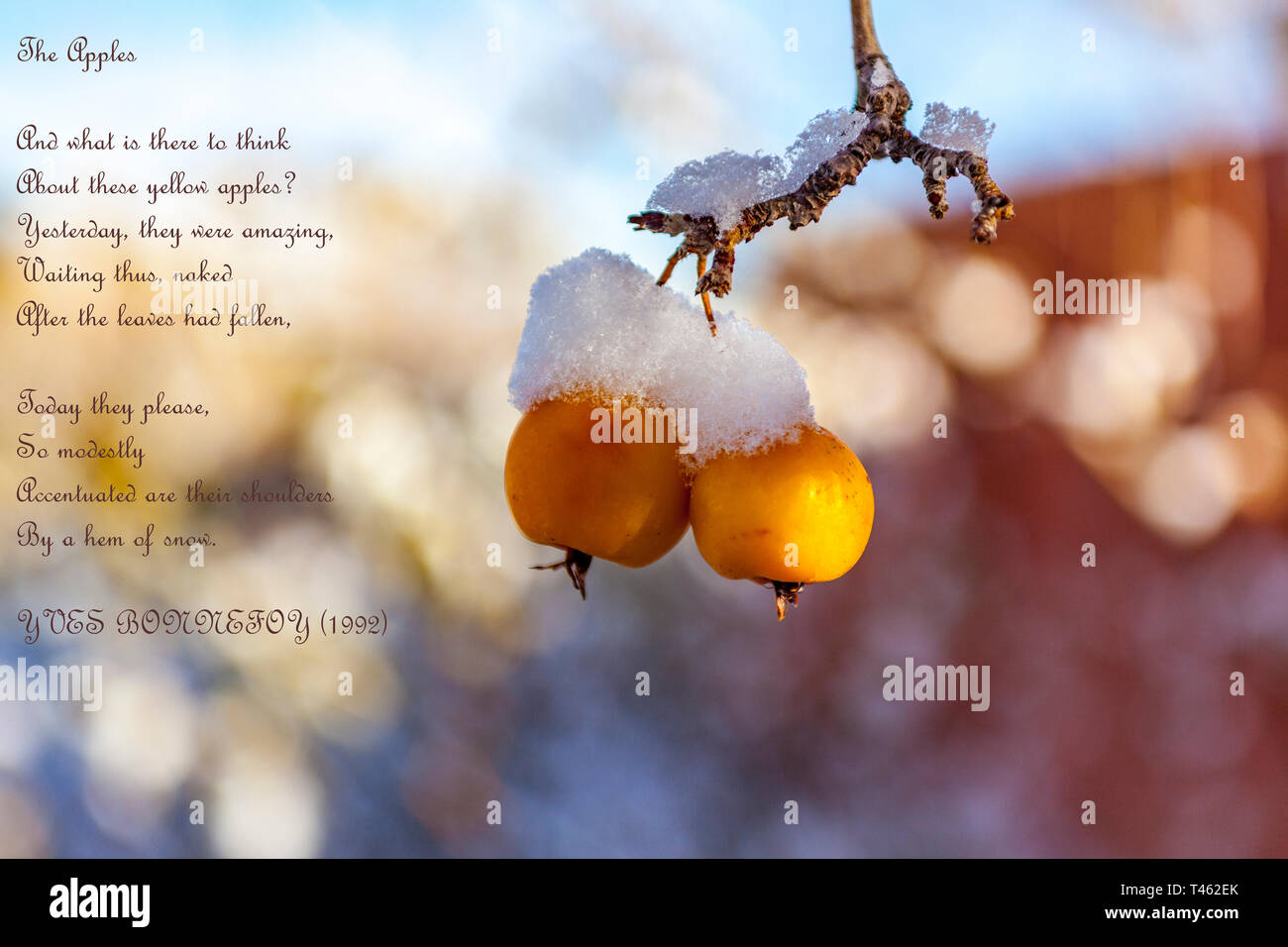 Le poème les pommes par Yves Bonnefoy Photo Stock - Alamy