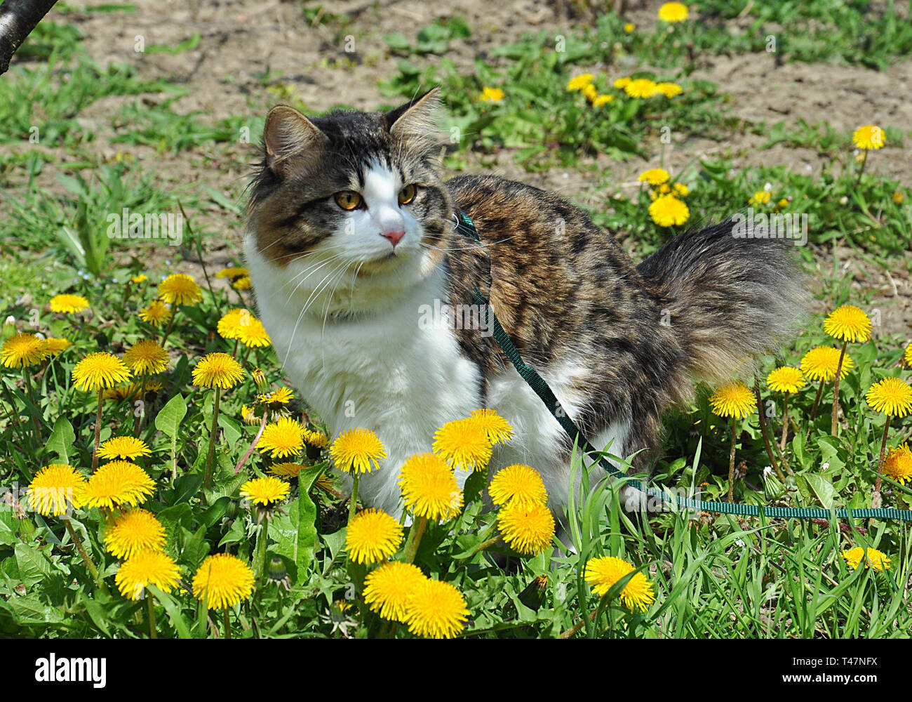Yeux de chats fleurs Banque de photographies et d’images à haute ...