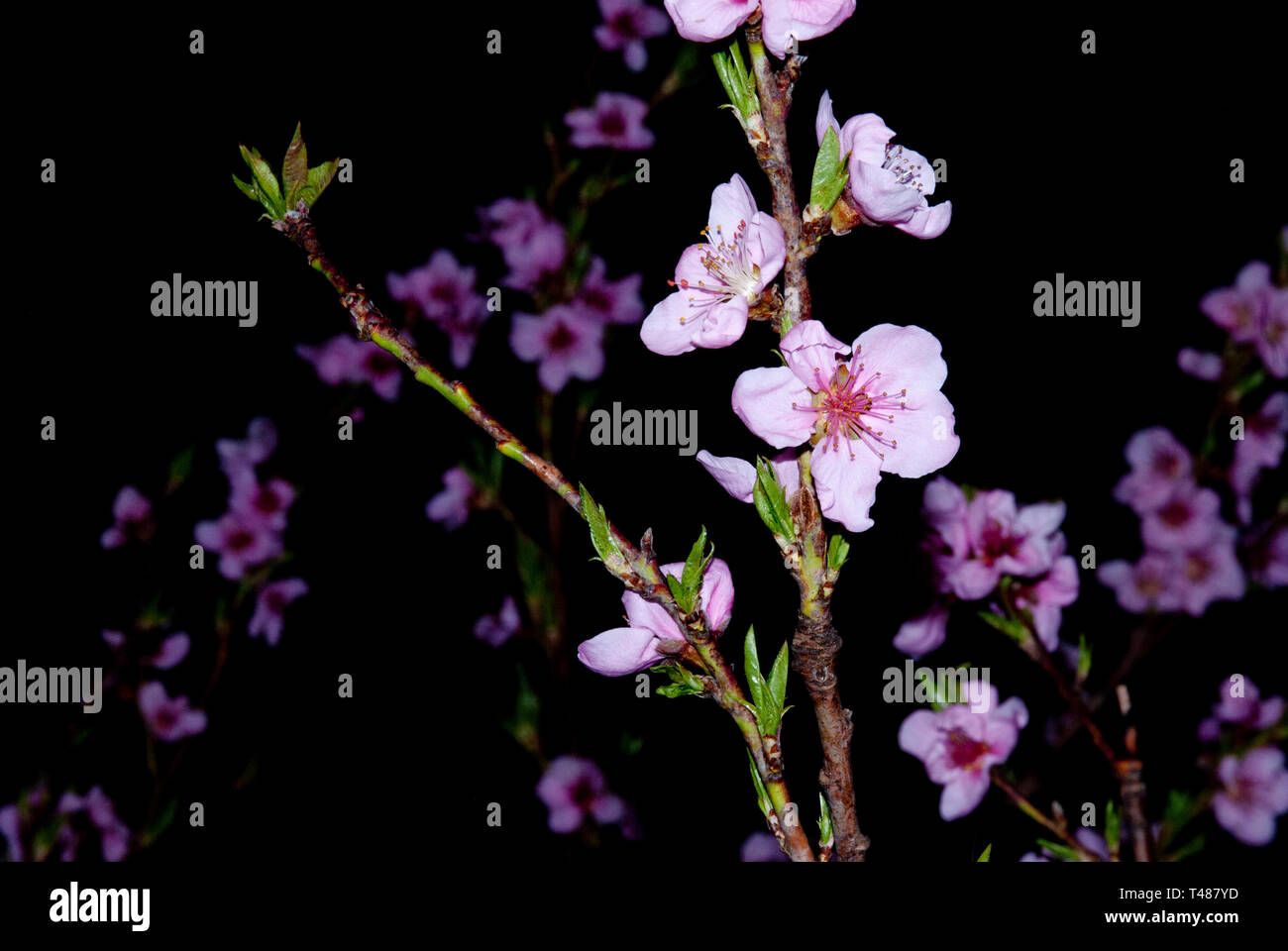 Verger De Pêchers En Fleurs