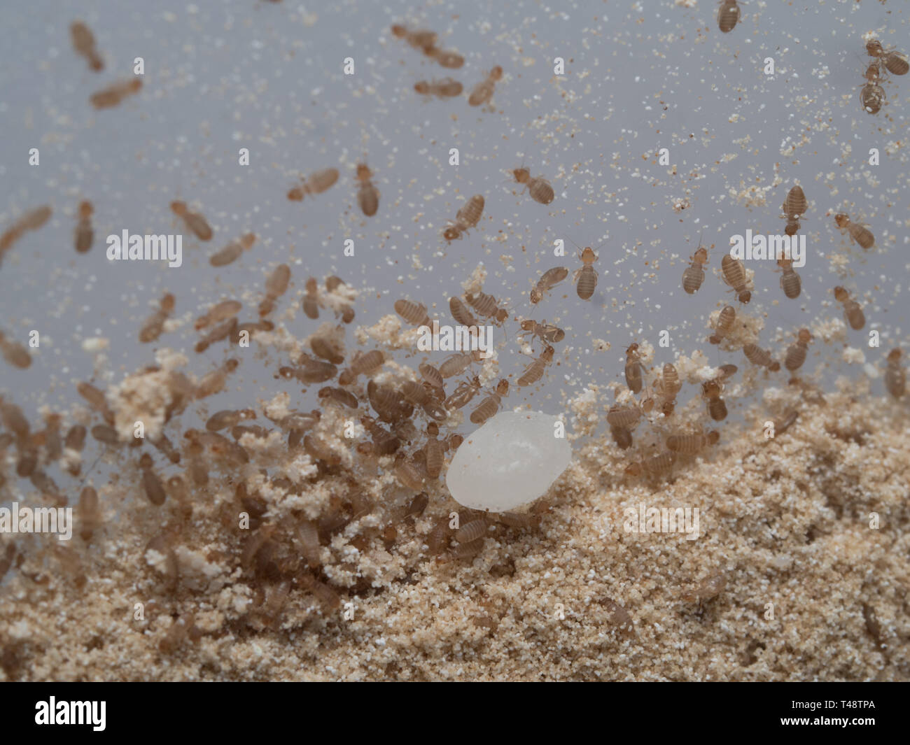 Punaises de riz Banque de photographies et d’images à haute résolution ...