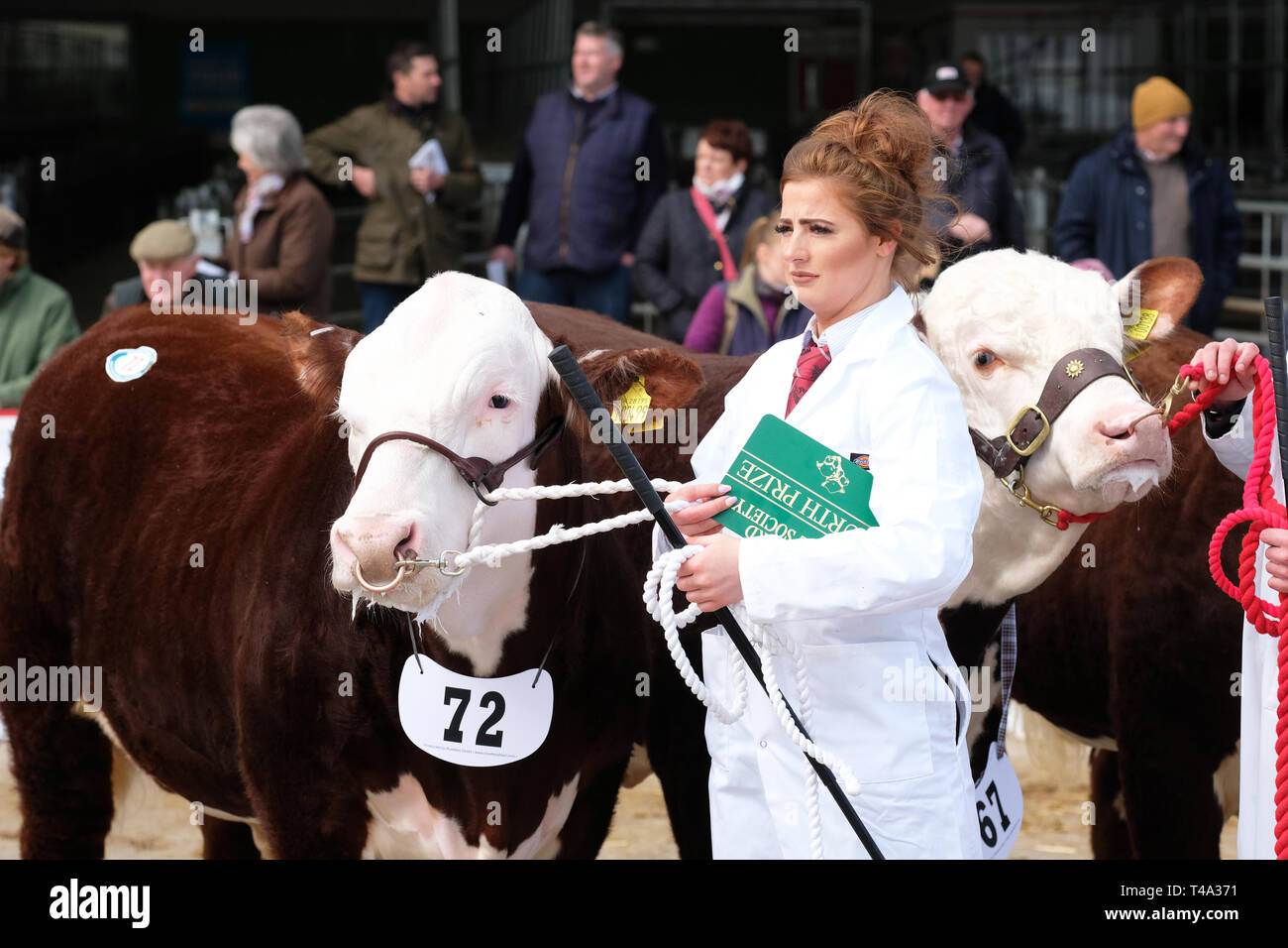Photo de vache (femelle) de Banque de photographies et d’images à haute ...