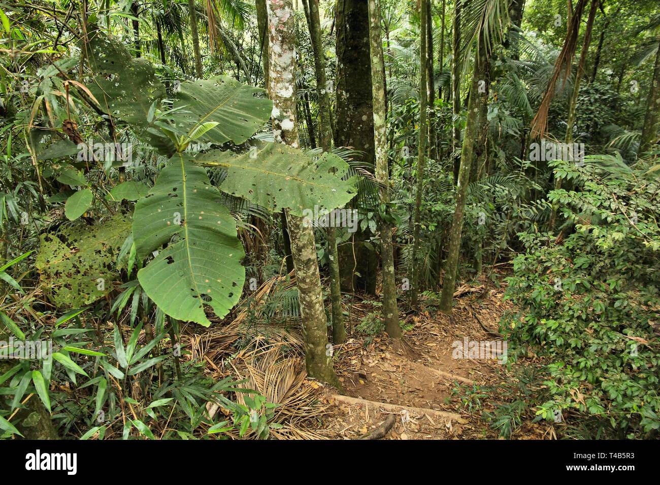 Brésil - jungle sentier de randonnée dans la Forêt Tropicale Atlantique ...