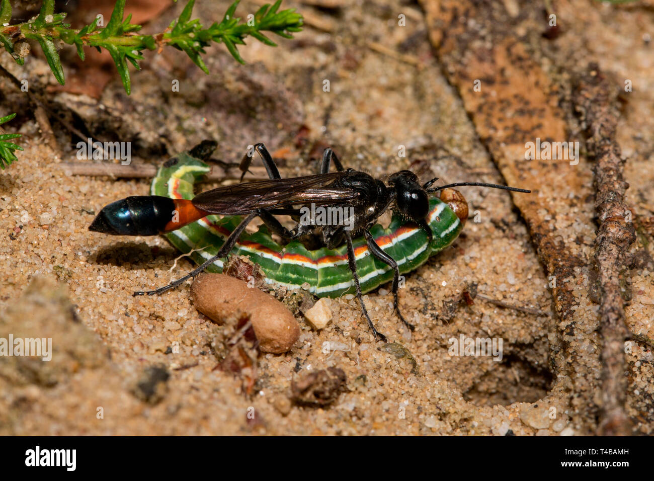 Guêpe de sable Banque de photographies et d’images à haute résolution ...