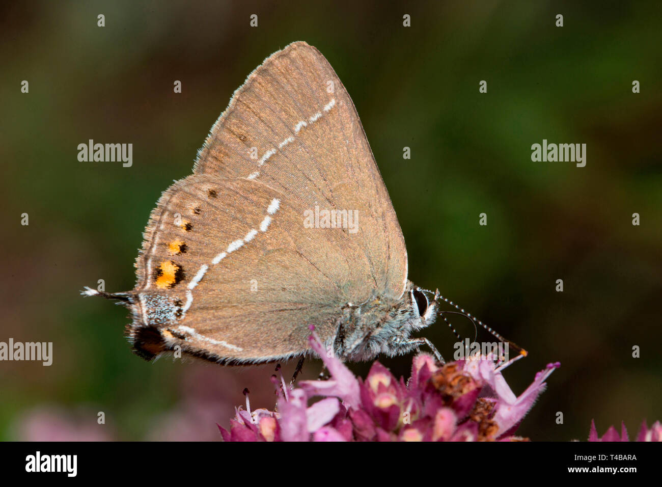 Tache bleue Banque d'image et photos - Alamy