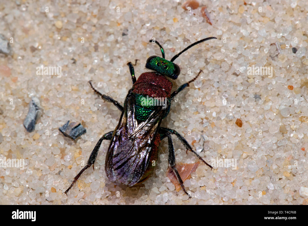 Sol sableux Banque de photographies et d’images à haute résolution - Alamy