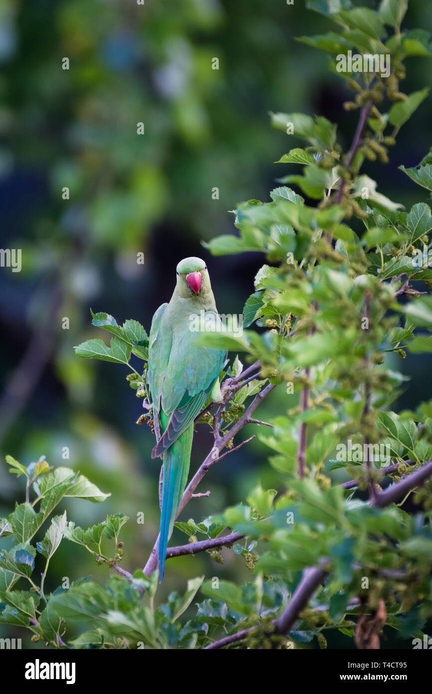 Perroquet rouge et vert Banque de photographies et d’images à haute ...
