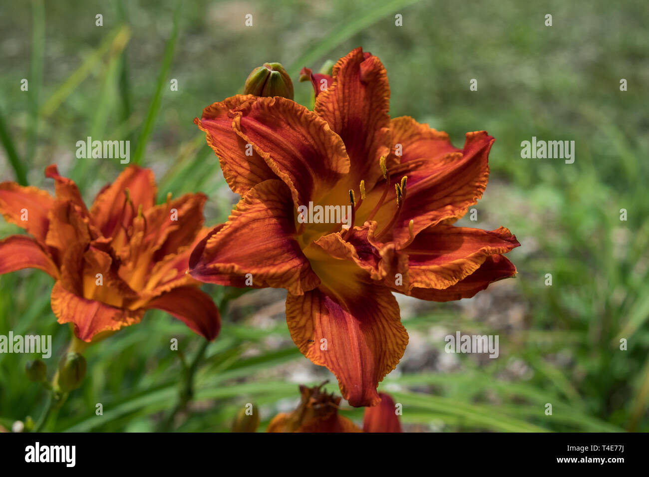 Fleurs De Lis Orange Banque d'image et photos - Alamy