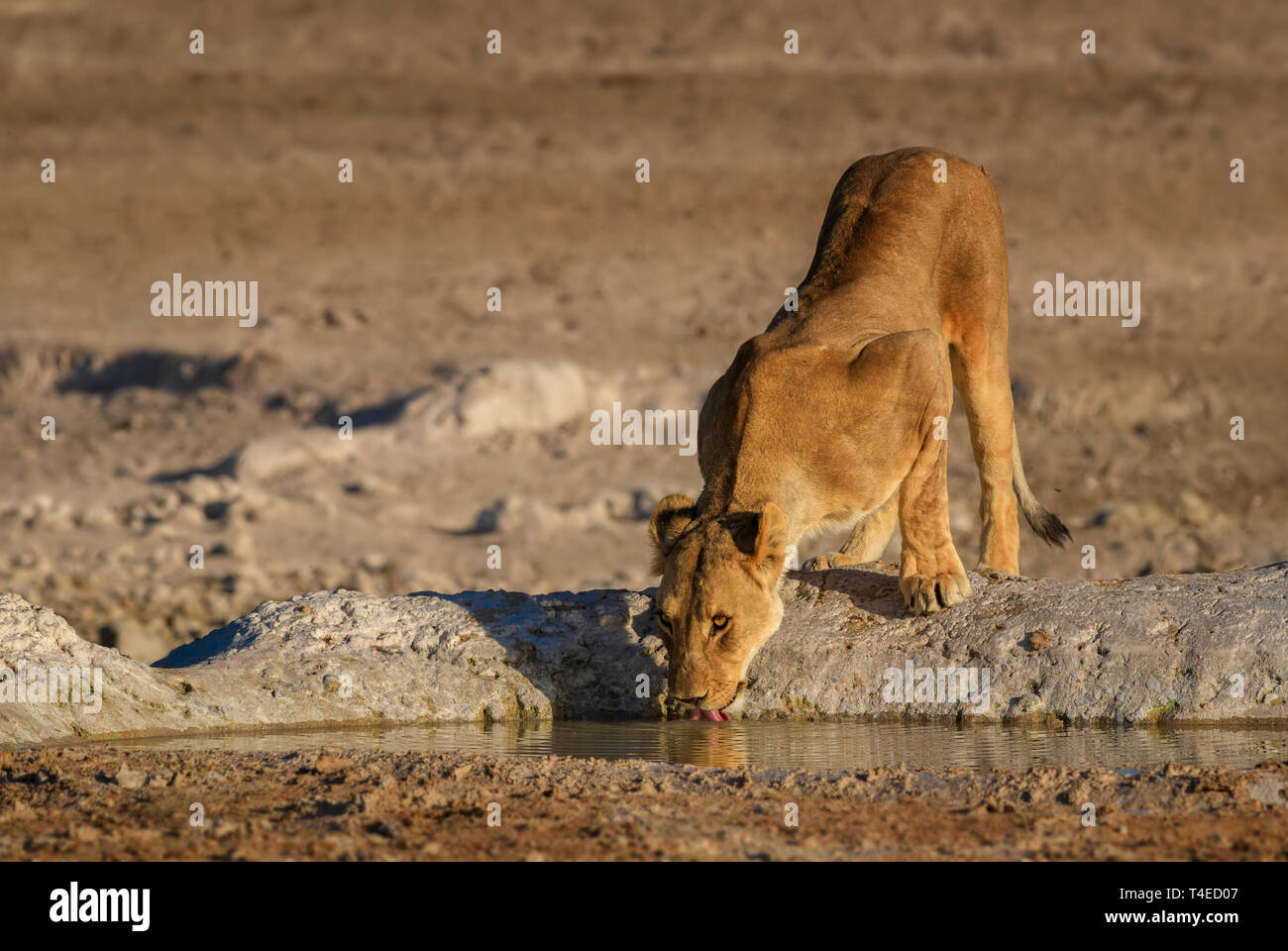 Lion - Panthera leo, animal emblématique de la savane africaine, Etosha ...