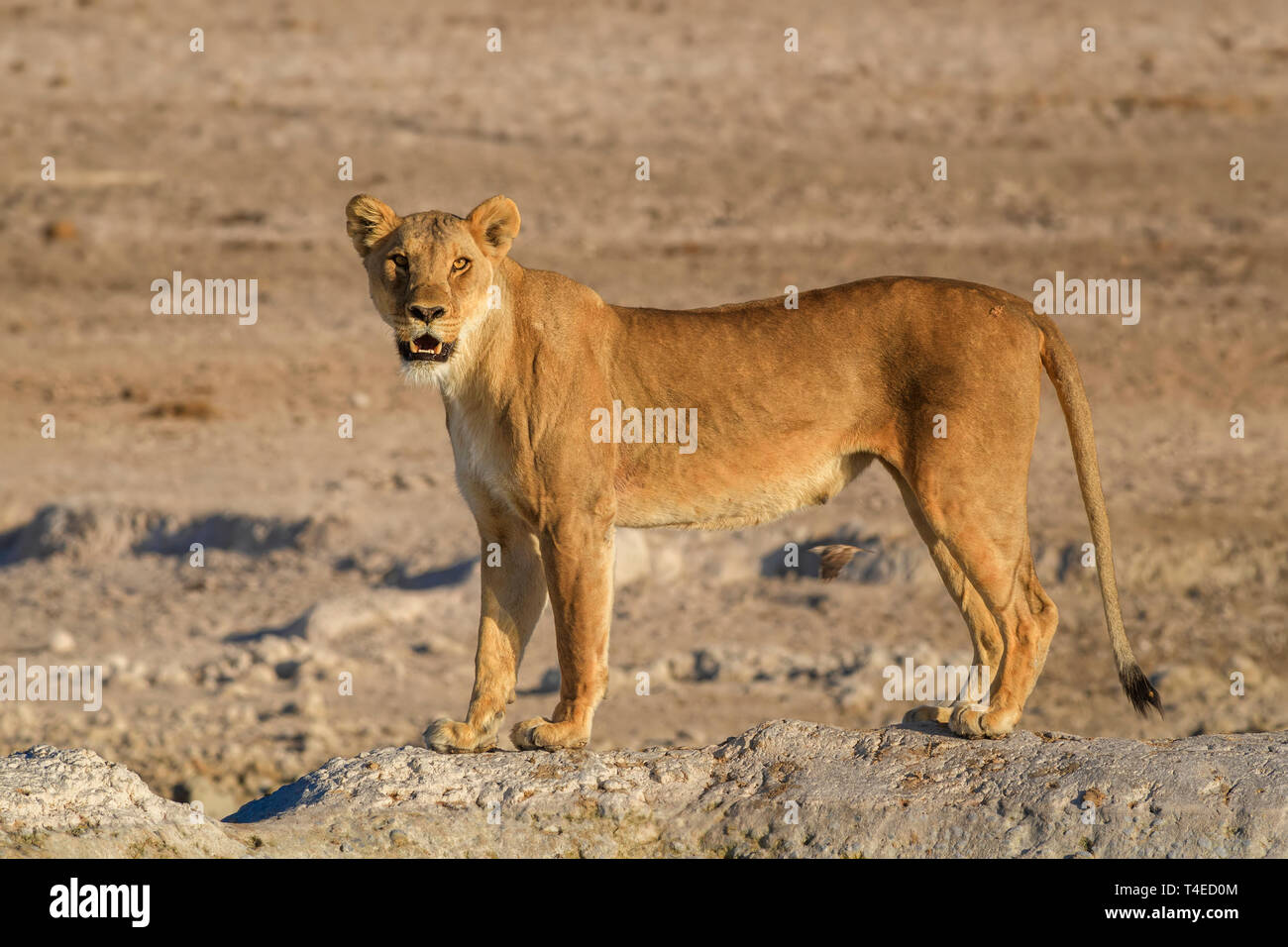Lion leo panthera ouganda africaine Banque de photographies et d’images ...