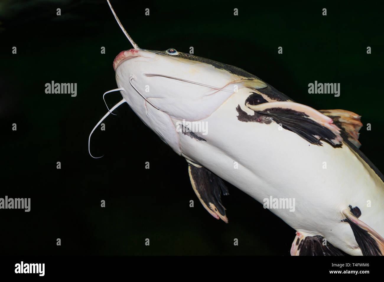 Poissons chats redtail Banque de photographies et d’images à haute ...