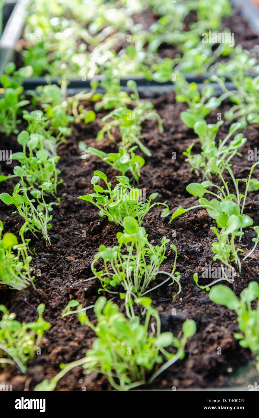 Les semis transplantés dans un bac de semences cultivées à la maison ...