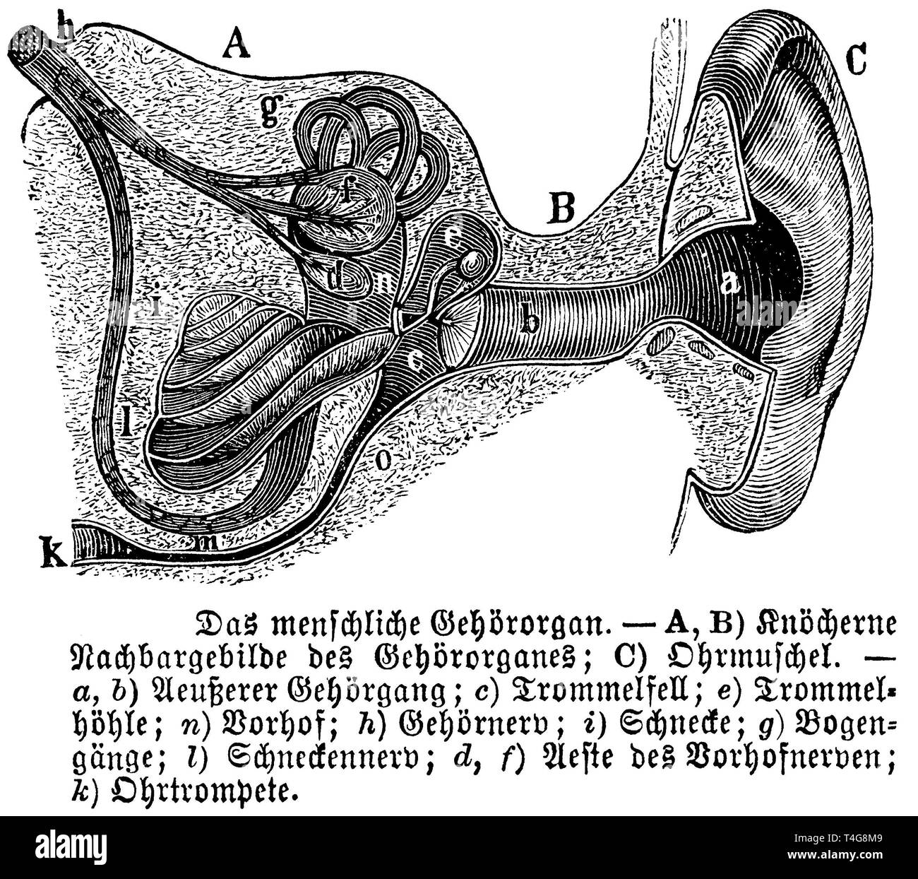 Conduit auditif externe Banque de photographies et d’images à haute ...