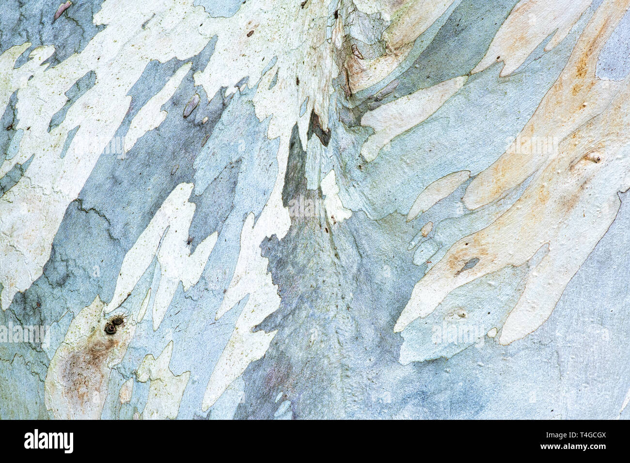 Eucalyptus pauciflora niphophila Banque de photographies et d’images à ...