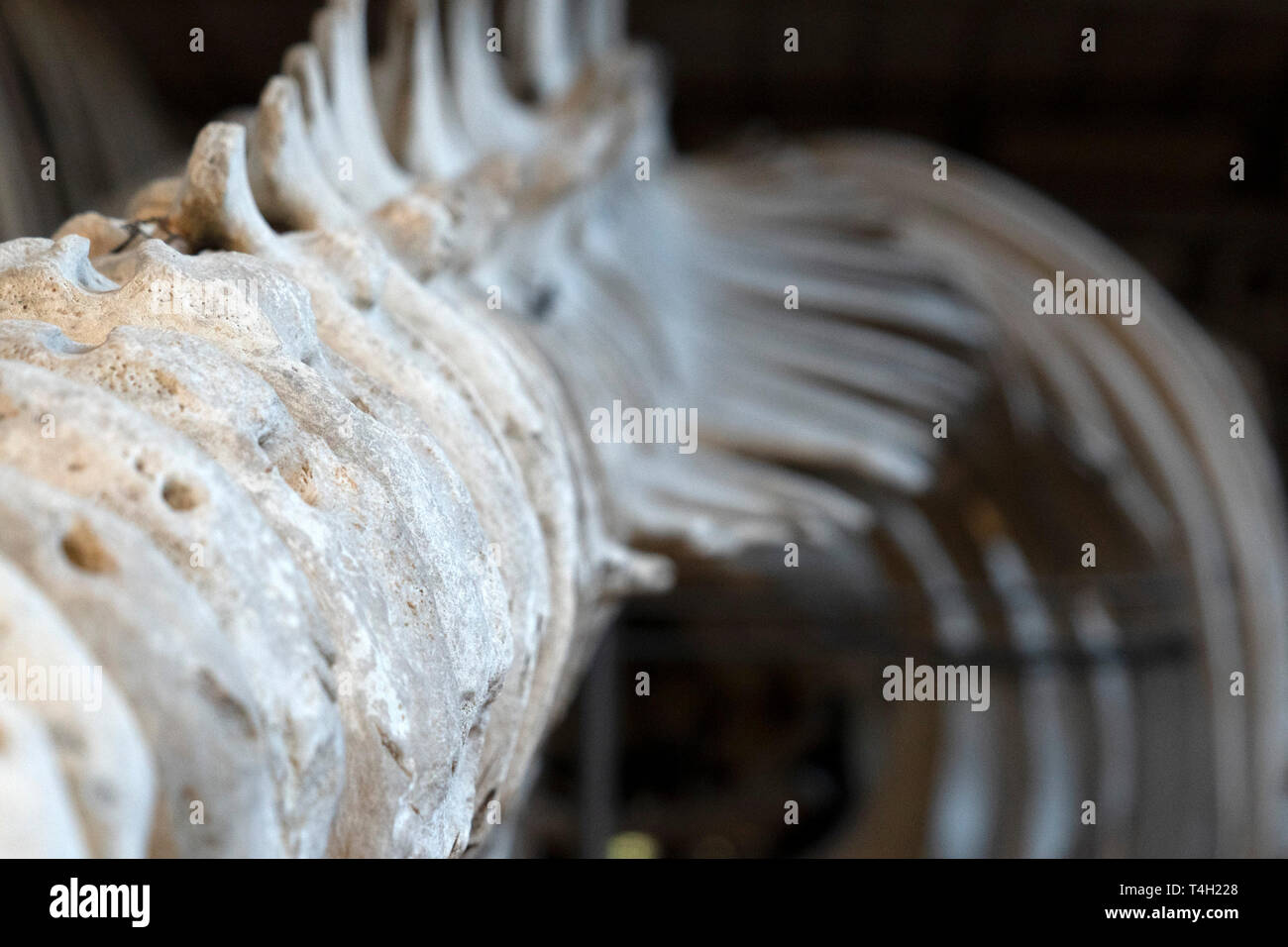 Skeleton of gray whale Banque de photographies et d’images à haute ...