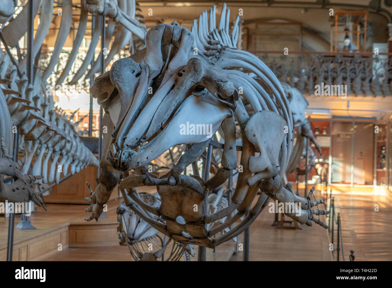 Squelette de cachalot Banque d'image et photos - Alamy