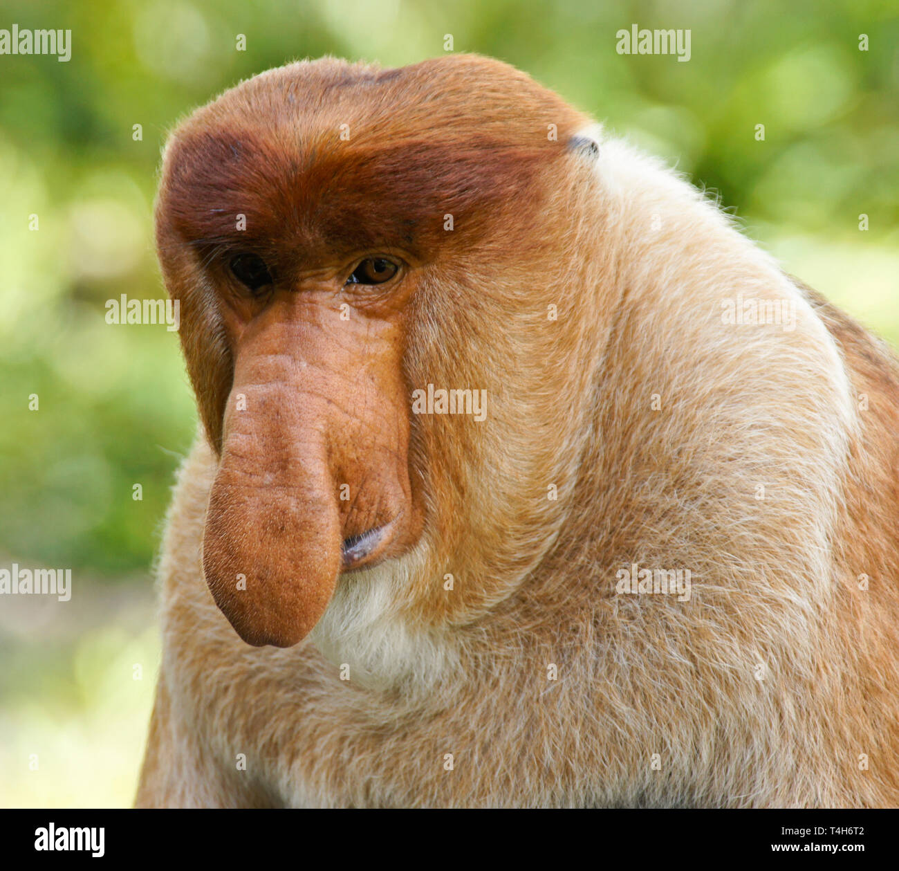 Singe à long nez Banque de photographies et d’images à haute résolution ...