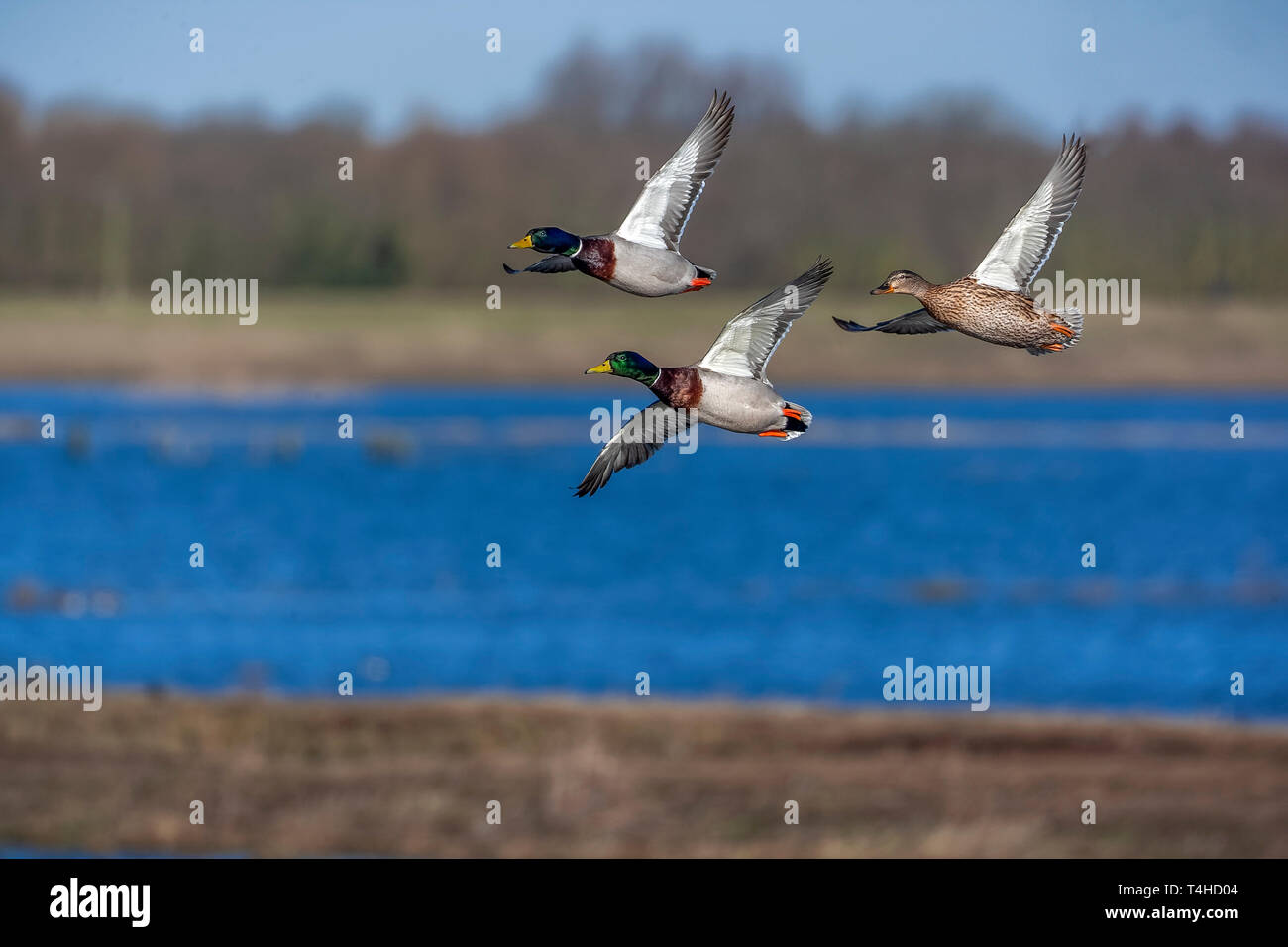Colverts en vol Banque de photographies et d’images à haute résolution ...