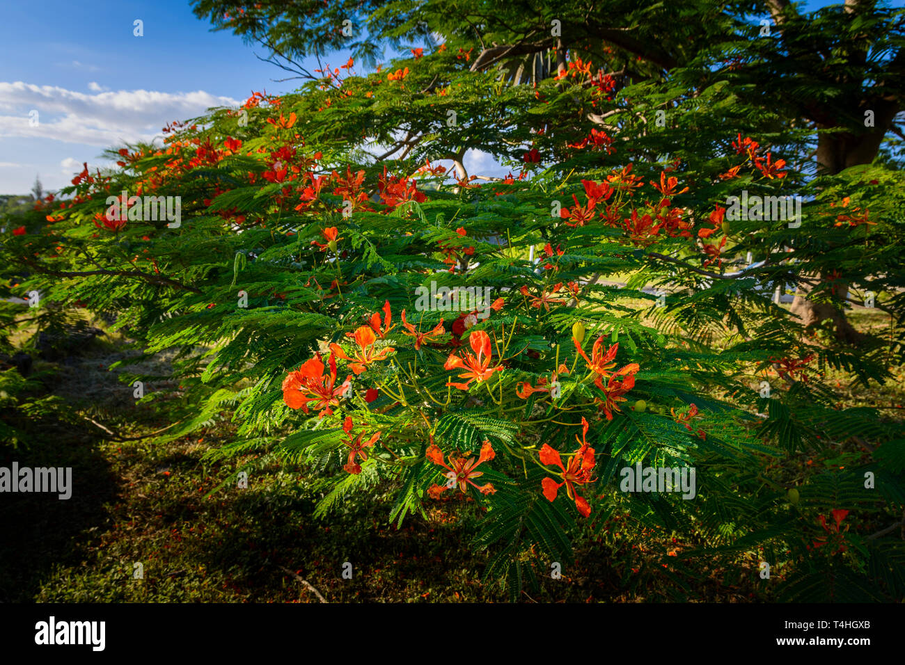 Tree flamboyant reunion Banque de photographies et d’images à haute ...