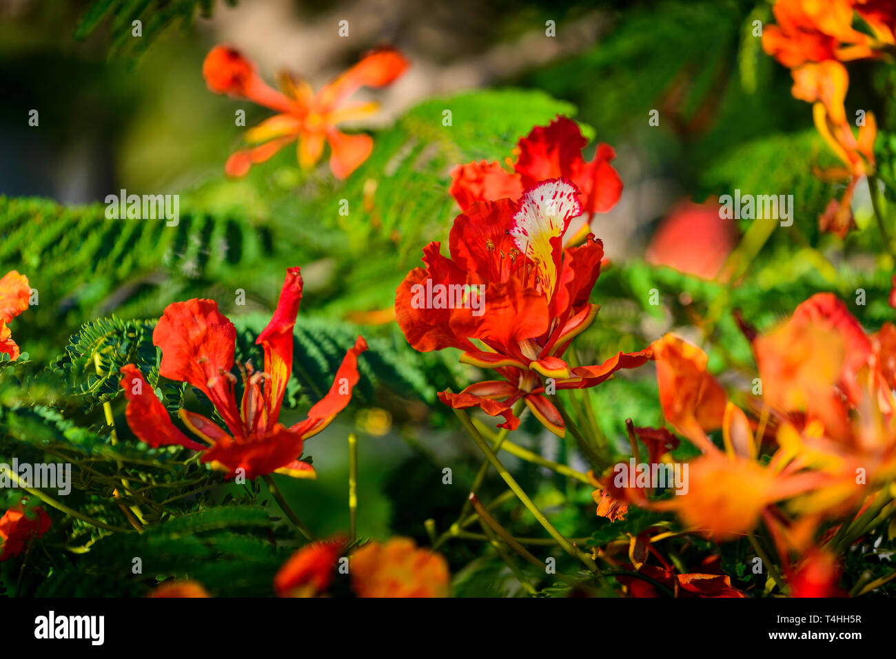 Tree flamboyant reunion Banque de photographies et d’images à haute ...