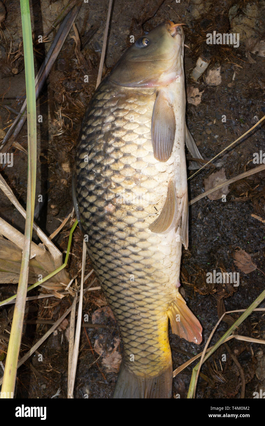 Miroir Carpe Cyprinus Carpio Carpio Banque d'image et photos - Alamy