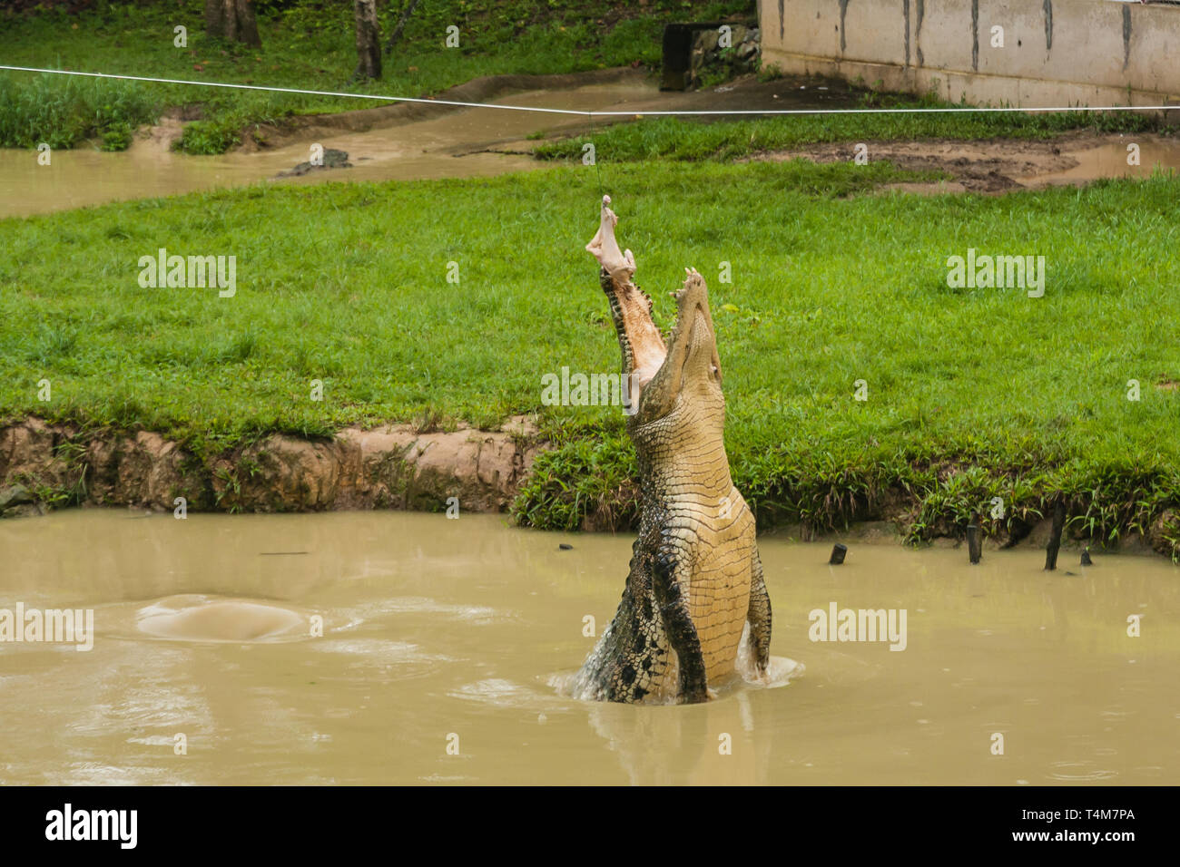 Crocodile show Banque de photographies et d’images à haute résolution ...