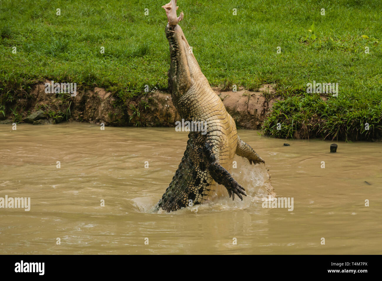 Crocodile Volant Banque d'image et photos - Alamy