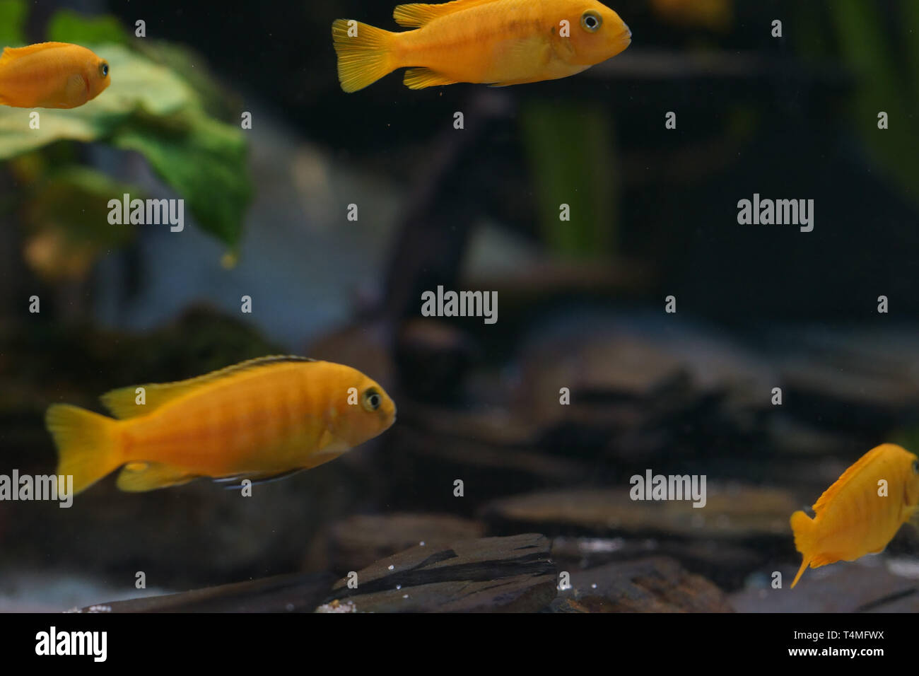 Sauloss mbuna Banque de photographies et d’images à haute résolution ...