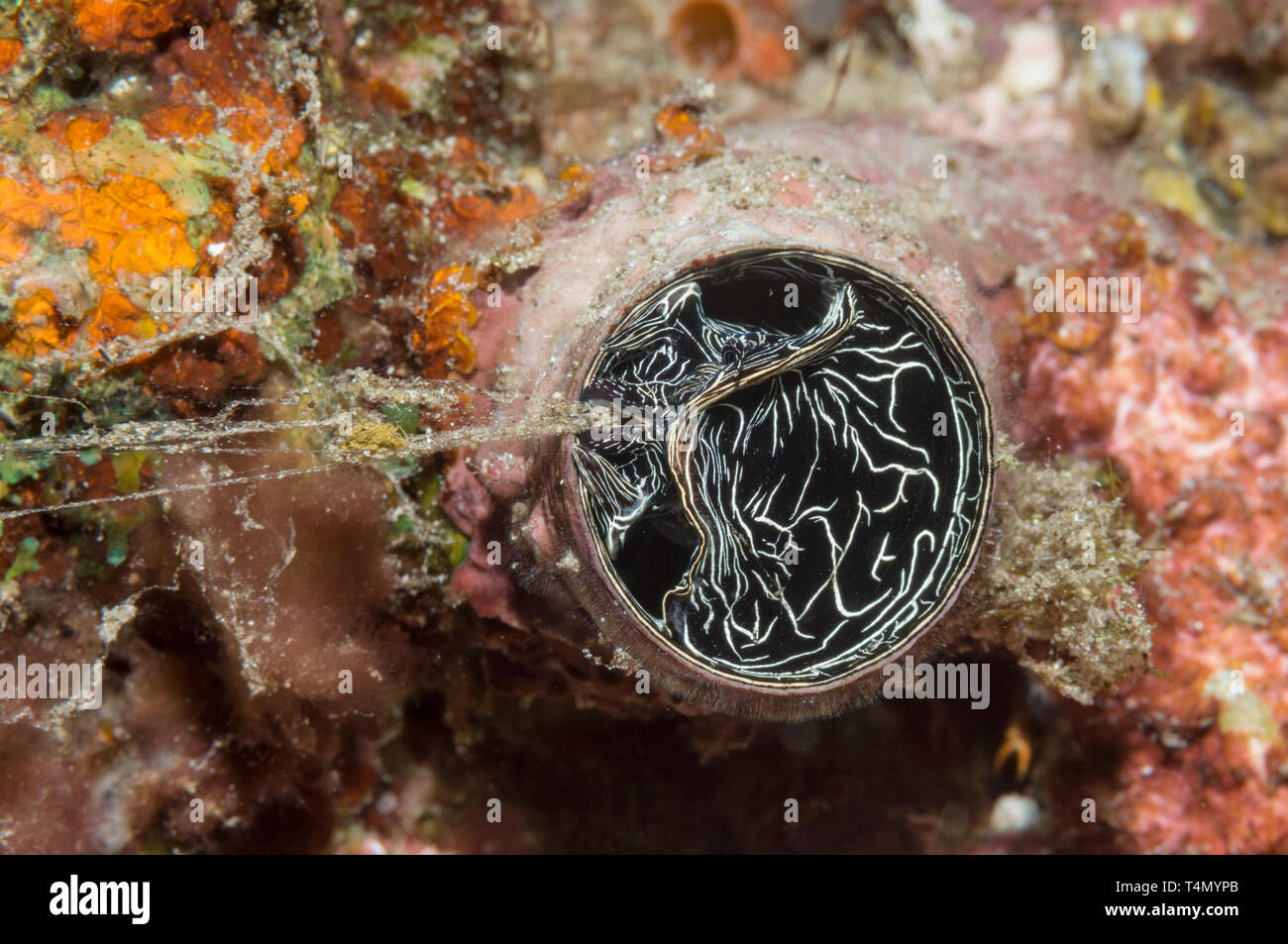 Dendropoma maxima Banque de photographies et d’images à haute ...