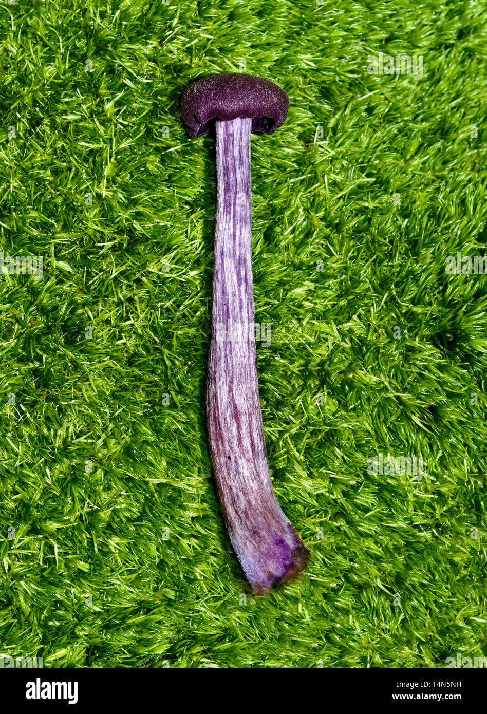 Champignons comestibles violet Banque de photographies et d’images à ...