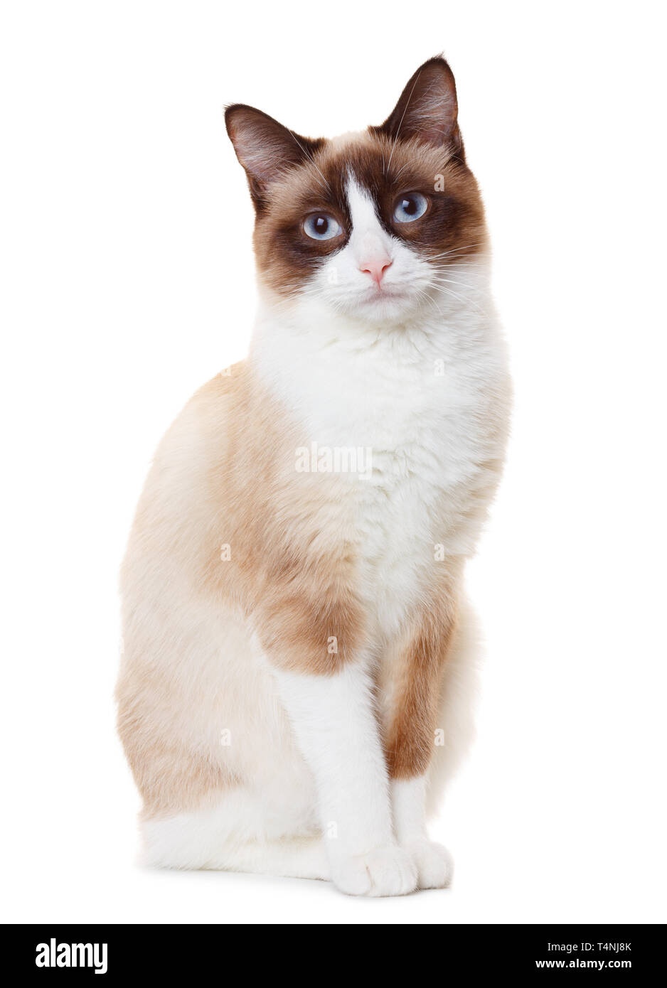 Snowshoe cat kitten cut out Banque de photographies et d’images à haute ...